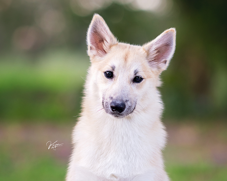 Erica – Arcane Norwegian Buhunds